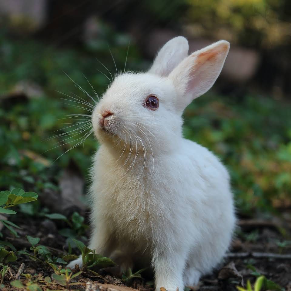 24 Hour Rabbit Breeder | Rabbit Shop | Pet Shop in Nagpur