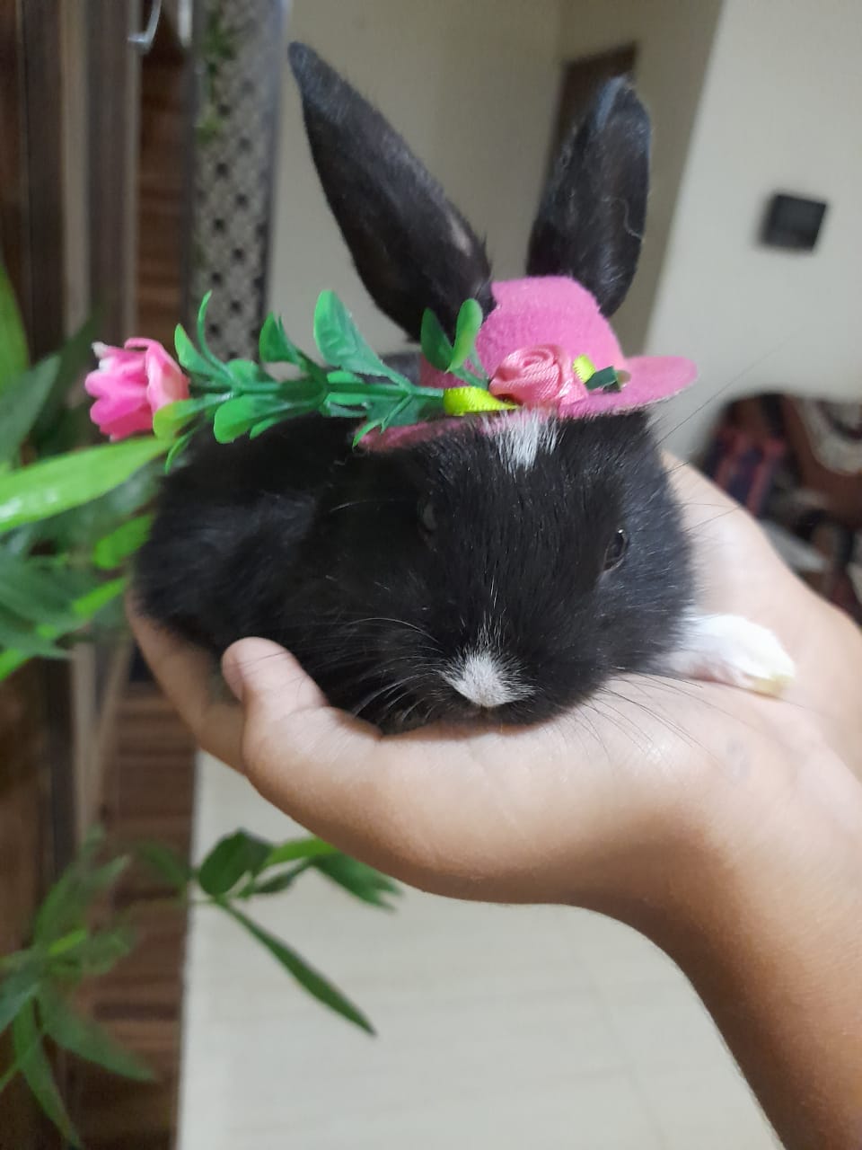 Introduction of Rabbit (Bunny) - 24 Hour Rabbit Breeder