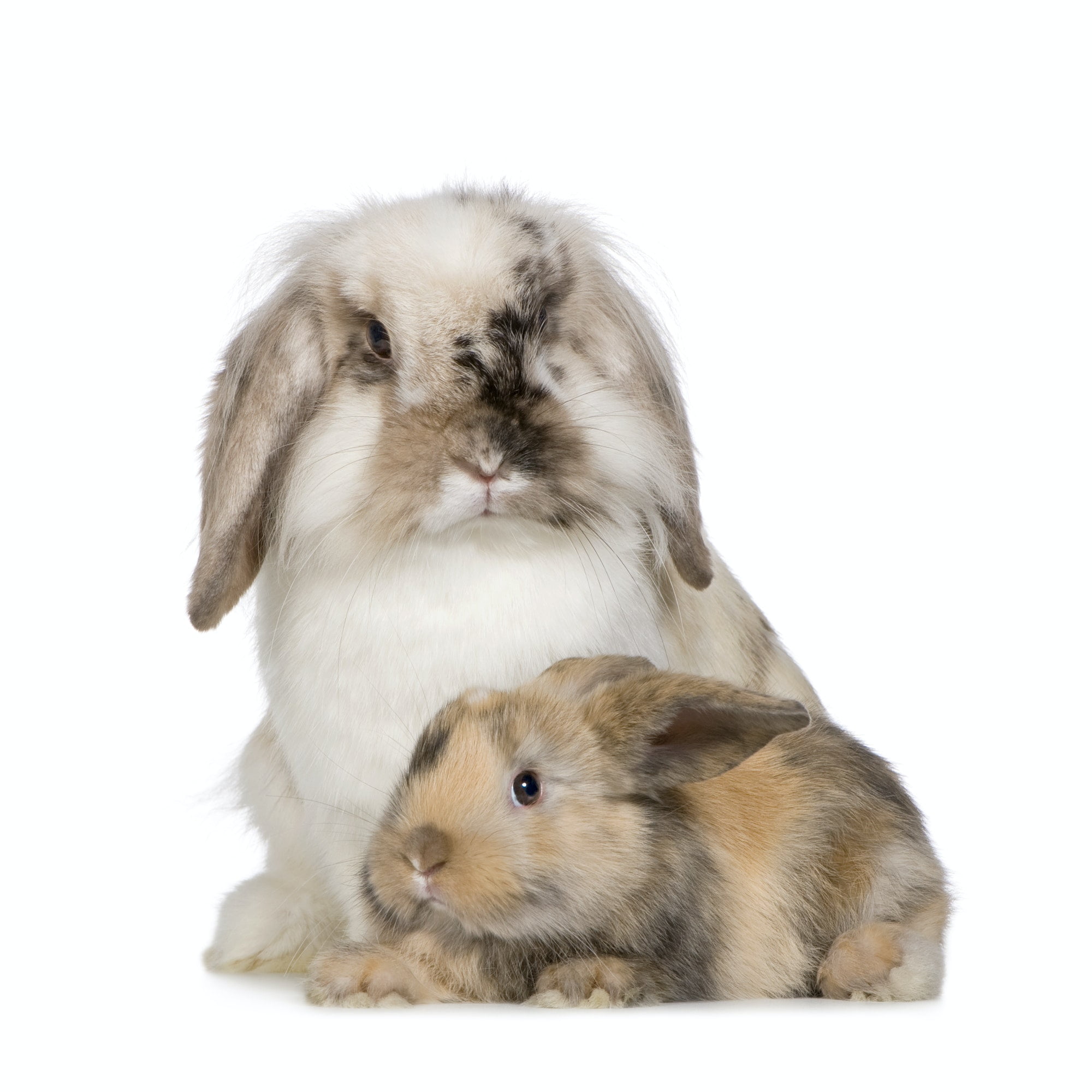 Mini Lop Rabbit Buy in India - Trusted Breeder