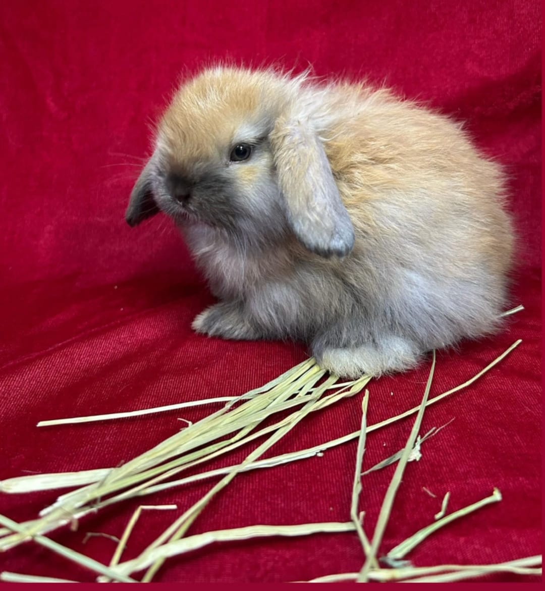 Mini Lop Rabbit Buy in India - Trusted Breeder