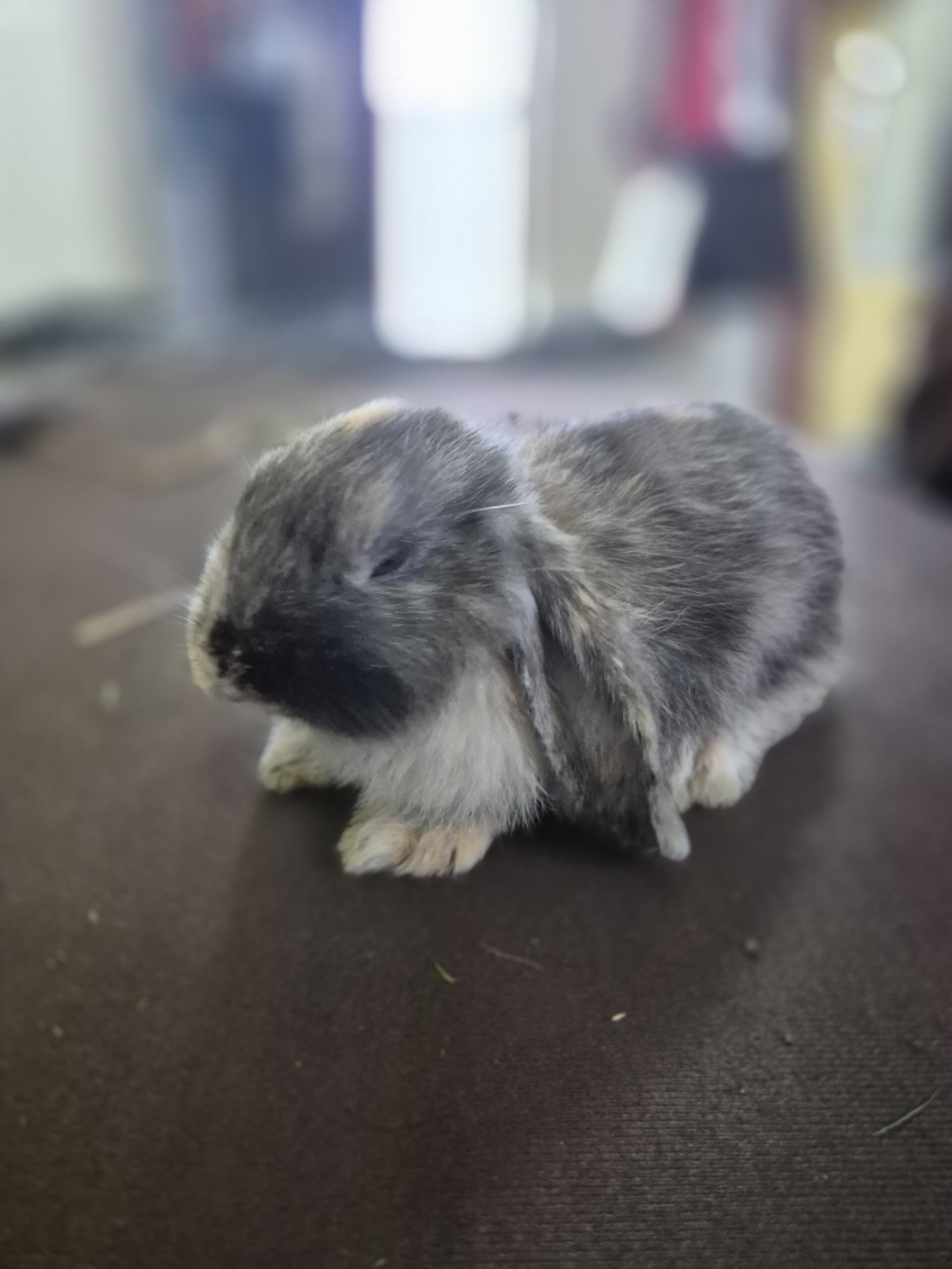 Mini Lop Rabbit Buy in India - Trusted Breeder