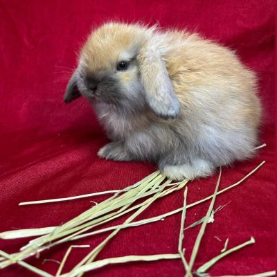Mini Lop Rabbit Buy in India - Trusted Breeder